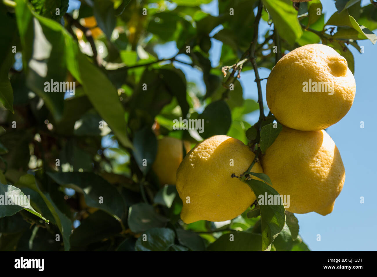 Cluster of lemons hi-res stock photography and images - Alamy