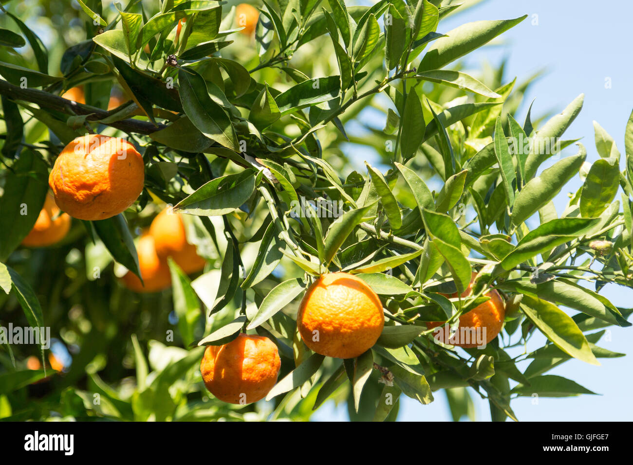 Green mandarin tree hi-res stock photography and images - Alamy