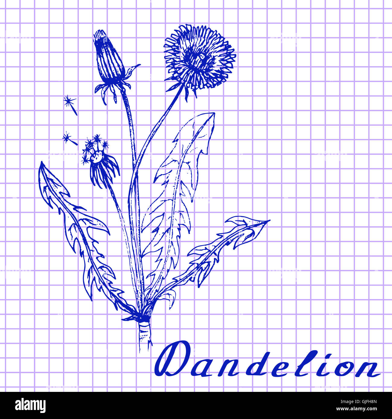 Dandelion. Botanical drawing on exercise book background. Medical herbs ...