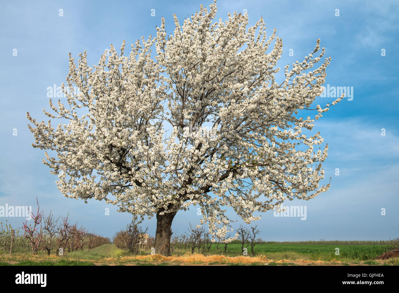 Blooming cherry tree hi-res stock photography and images - Alamy