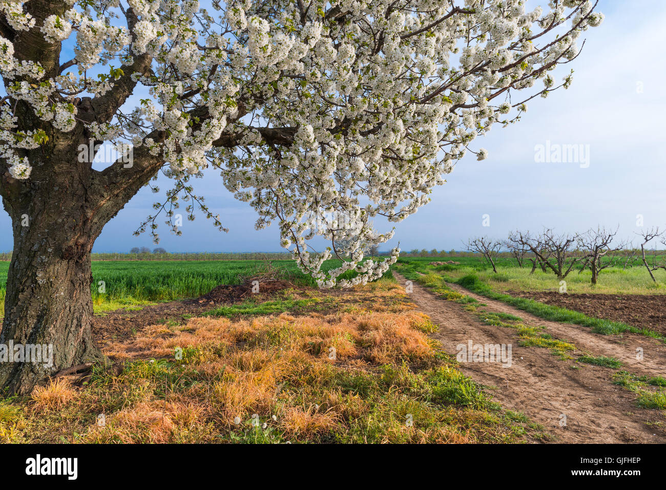 Blooming cherry tree hi-res stock photography and images - Alamy
