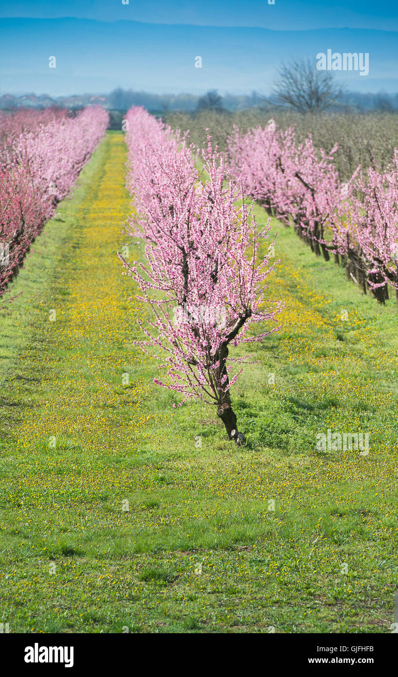 Blossoms in full bloom in spring Stock Photo - Alamy