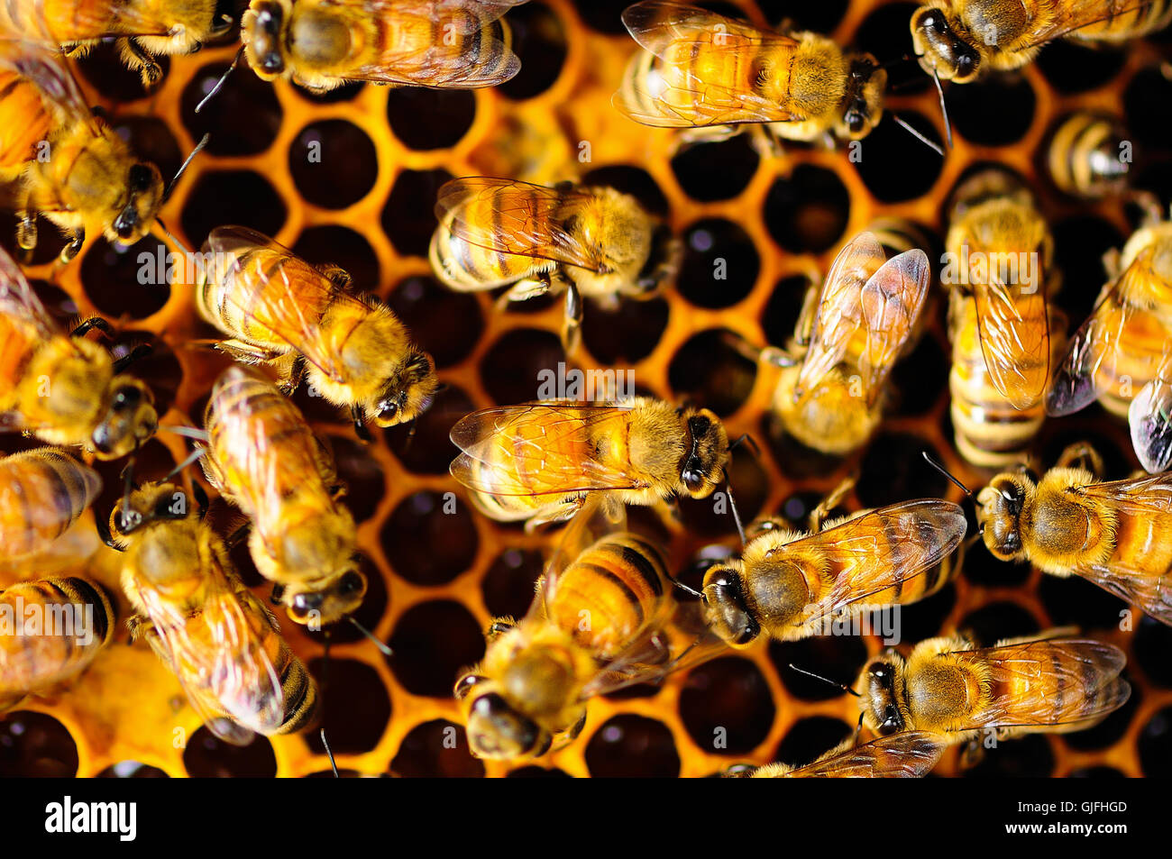 Bee, beehive and its Honeycomb Stock Photo - Alamy