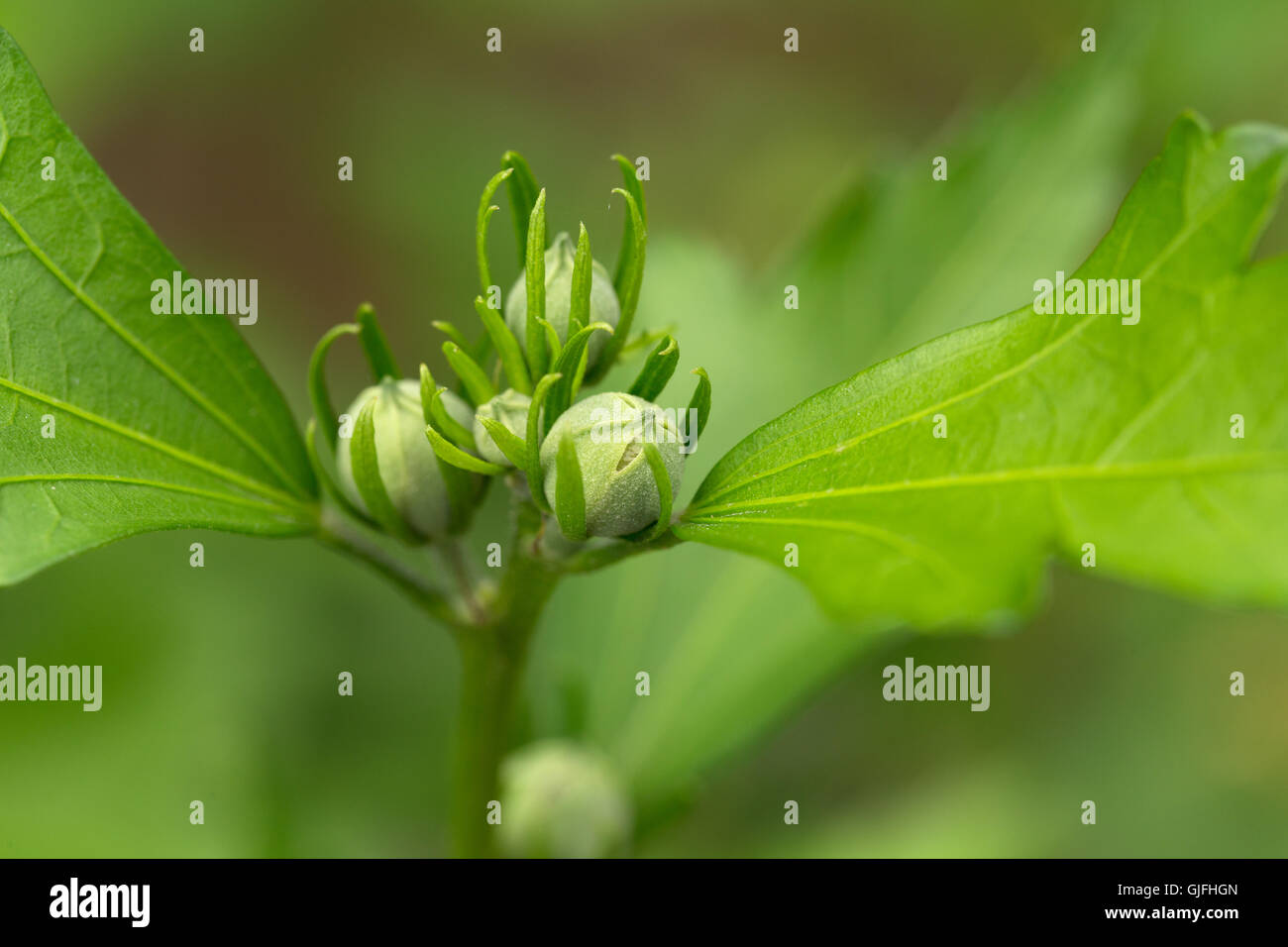 Chinese hibiscus' red flower bud closeup (Hibiscus rosa-sinensis Stock ...