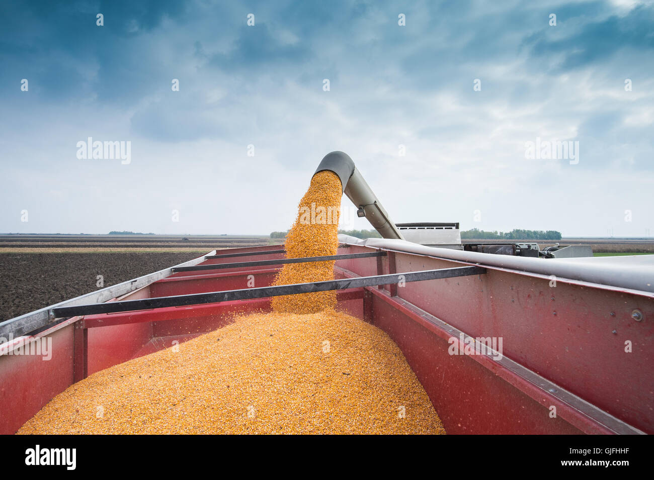 Corn harvest in autumn Stock Photo - Alamy