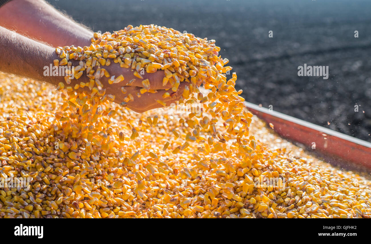 Farmer with grain corn hi-res stock photography and images - Alamy