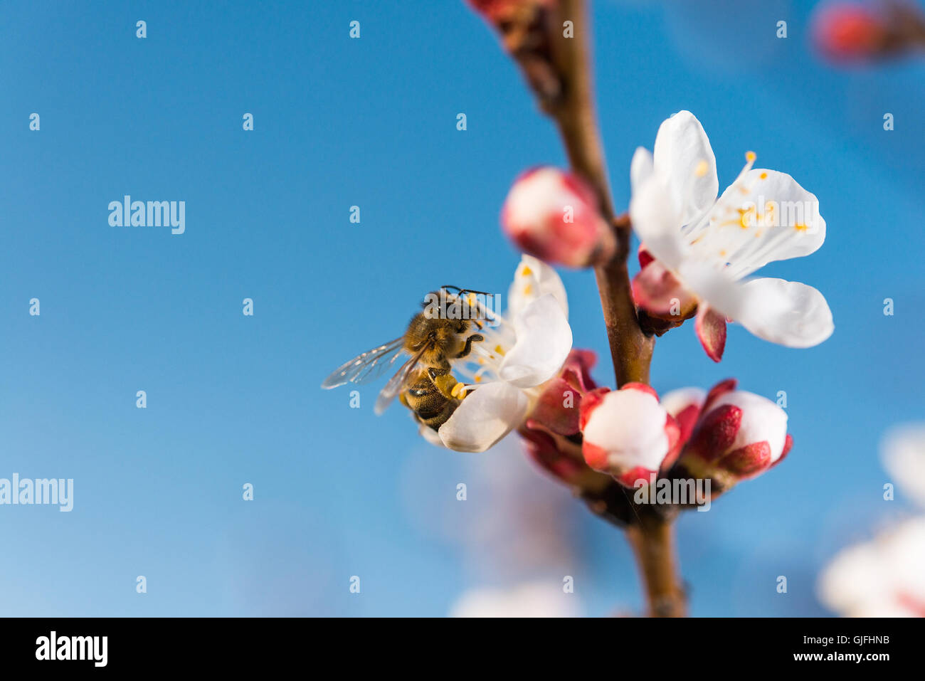 Pollen blue orchard bees hi-res stock photography and images - Alamy