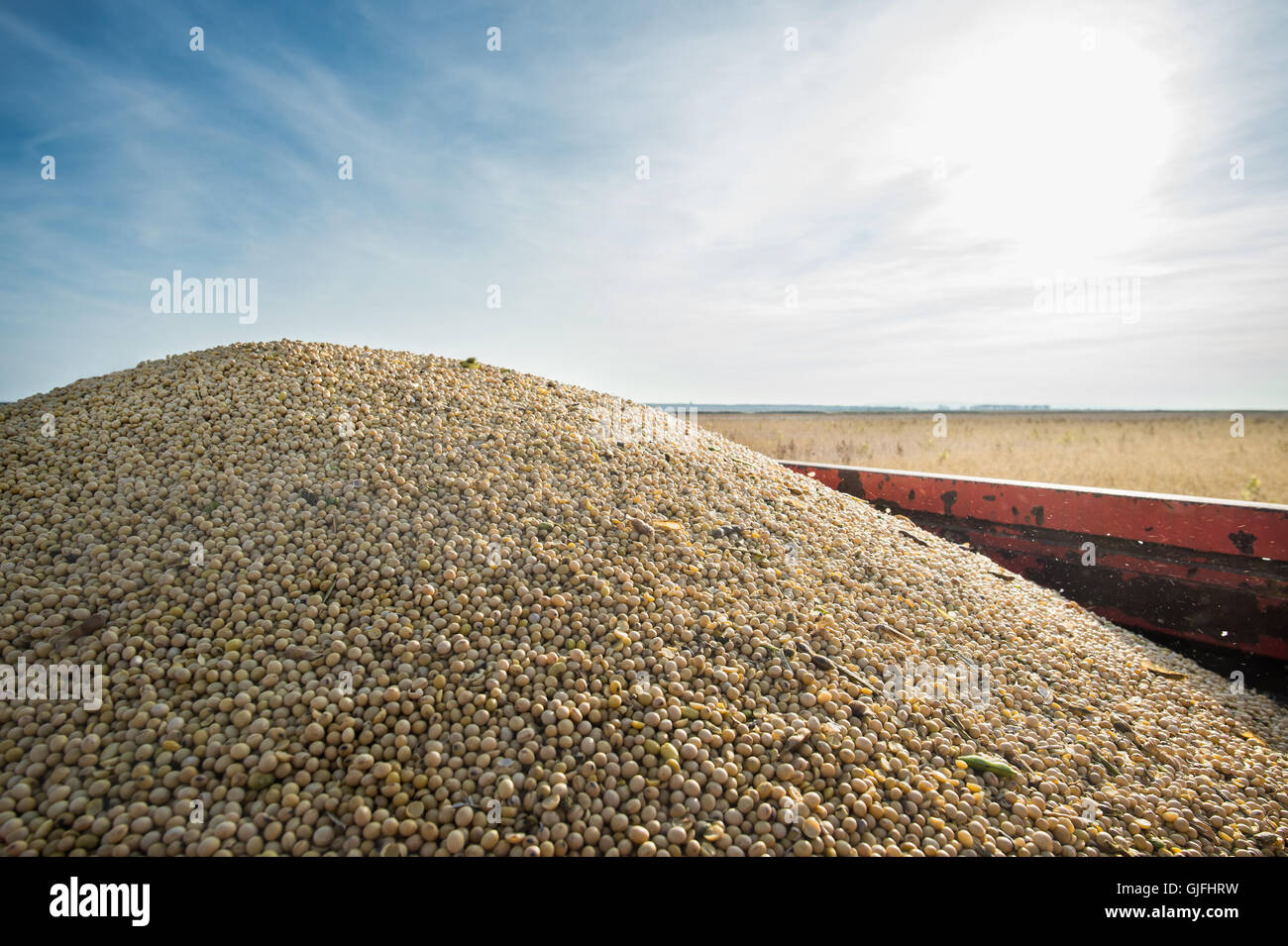 Raw grain soybeans hi-res stock photography and images - Alamy