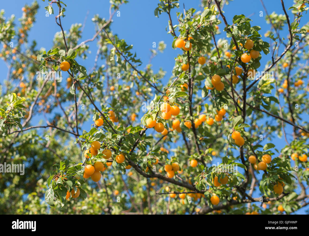 Plum tree autumn hi-res stock photography and images - Alamy