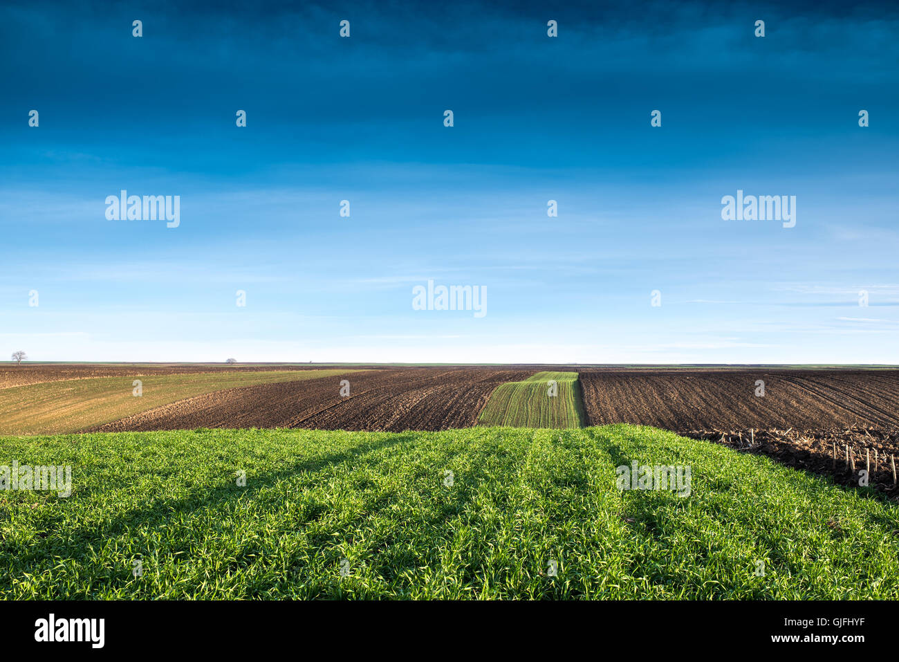 Winter wheat field in morning Stock Photo - Alamy