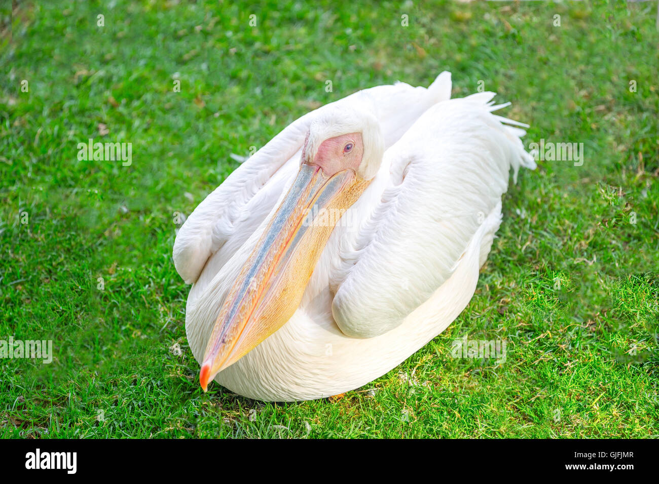 Friendly colorful pelican picture Stock Photo - Alamy