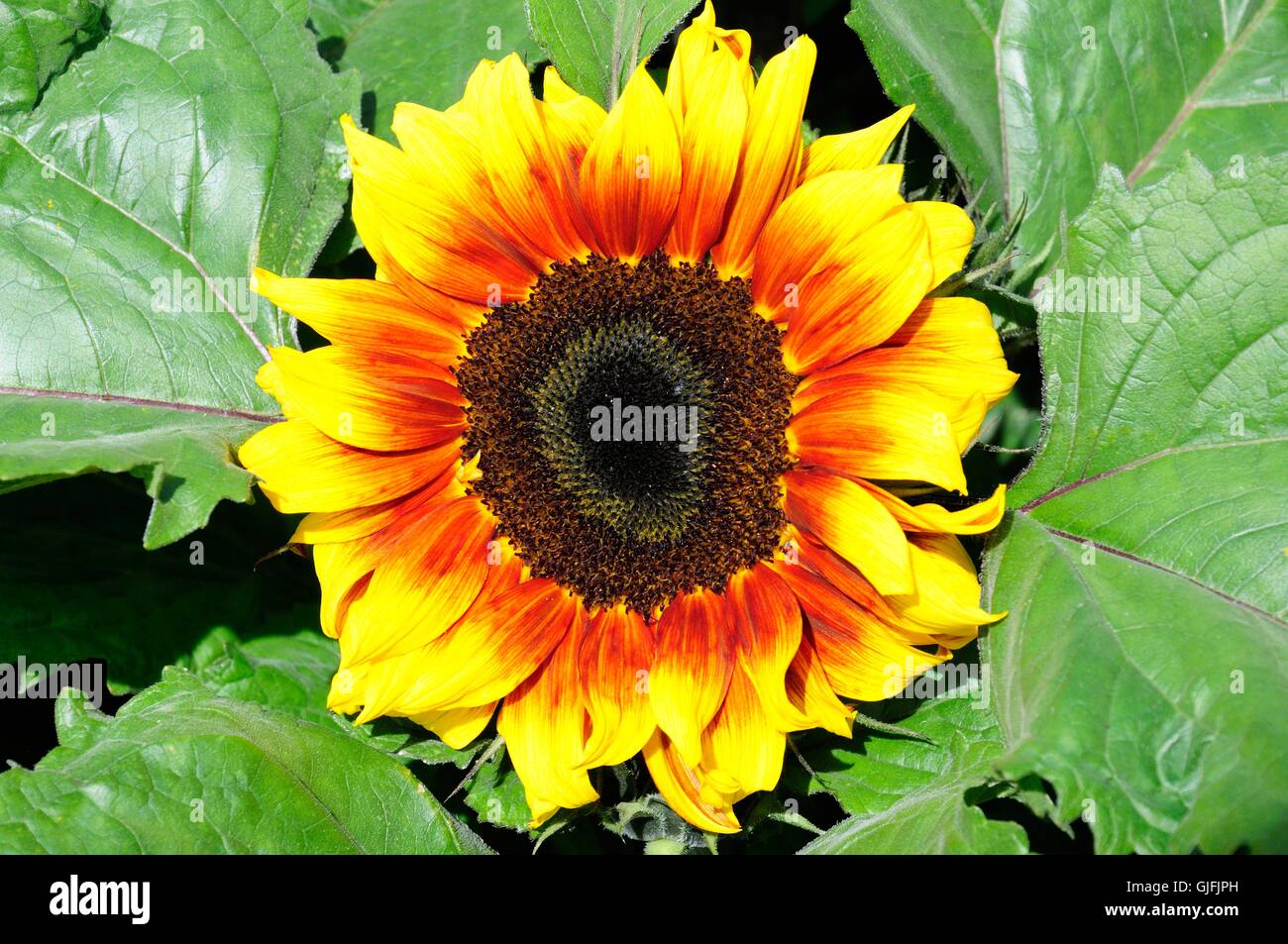 Solar flash sunflower hi-res stock photography and images - Alamy