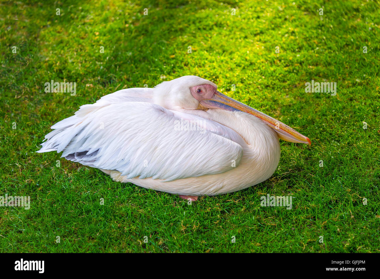 Friendly colorful pelican picture Stock Photo - Alamy