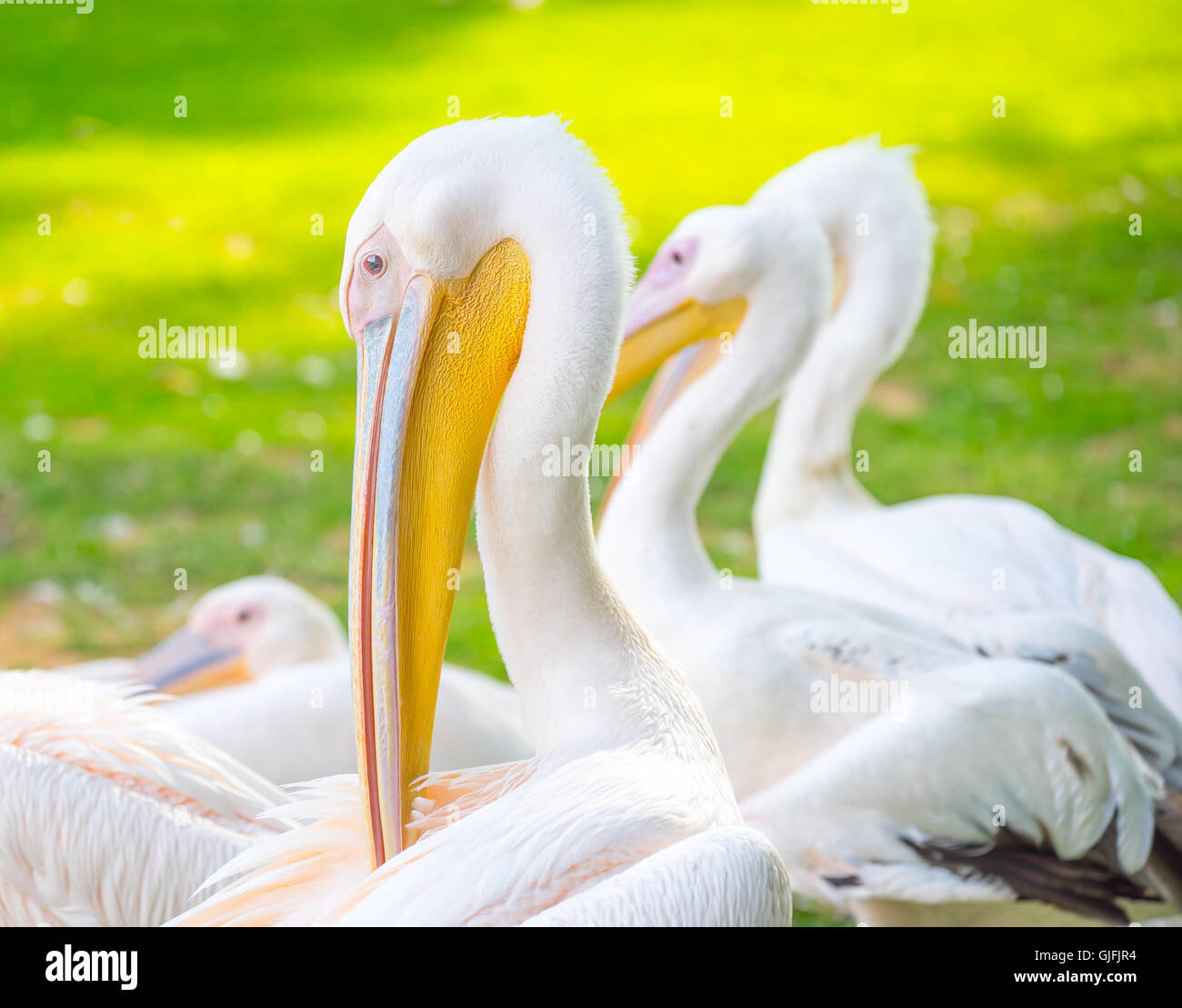 Friendly colorful pelican picture Stock Photo - Alamy