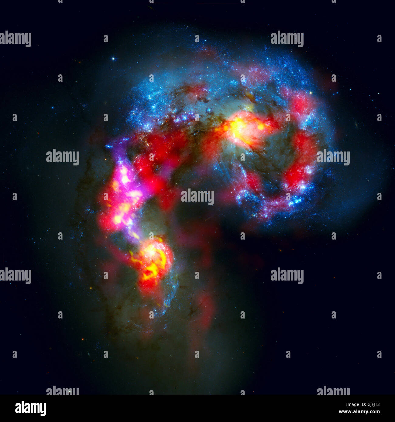 The Antennae Galaxies, NGC 4038, 4039 are a pair of distorted colliding ...