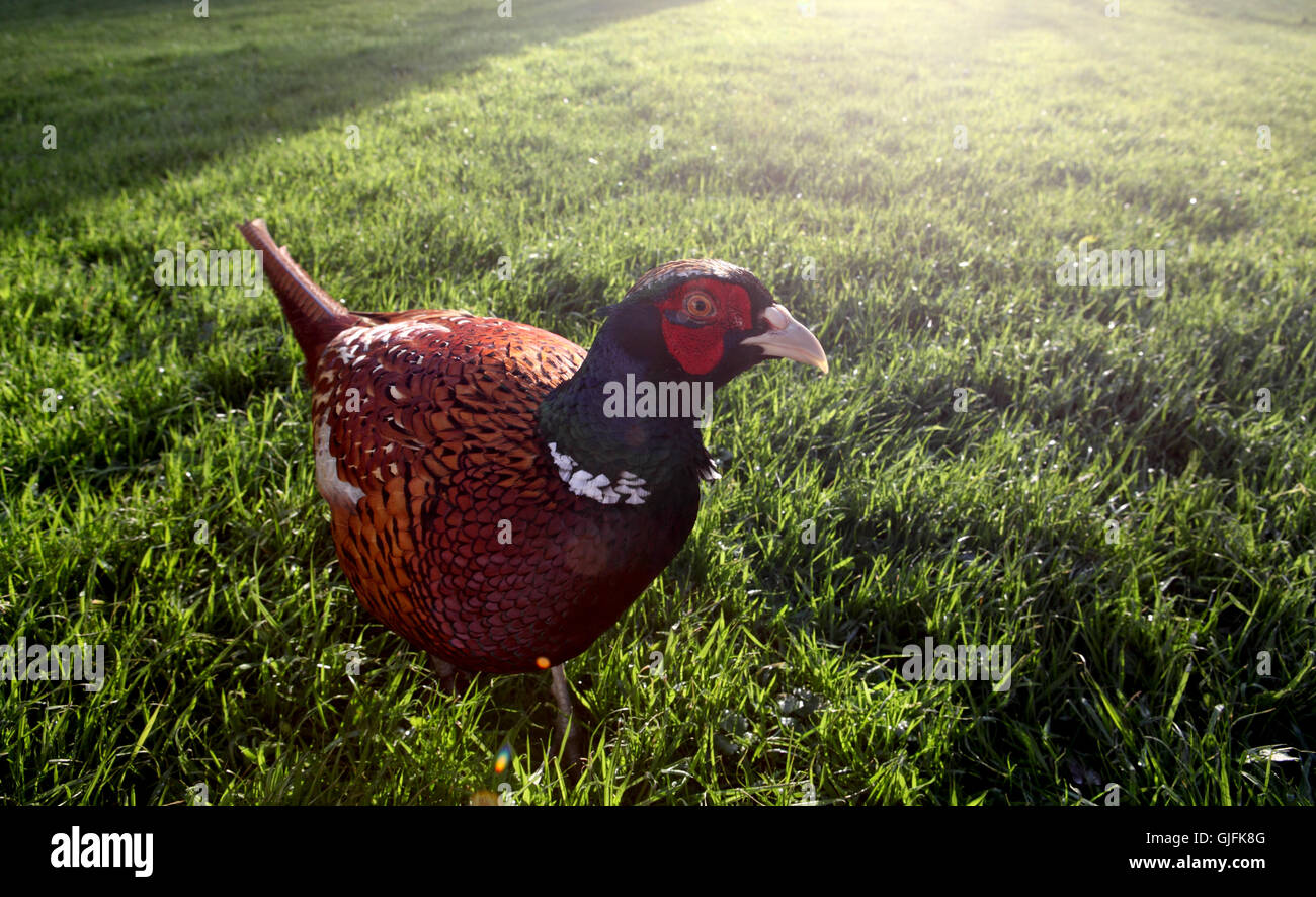Pheasant hunting fence hi-res stock photography and images - Alamy