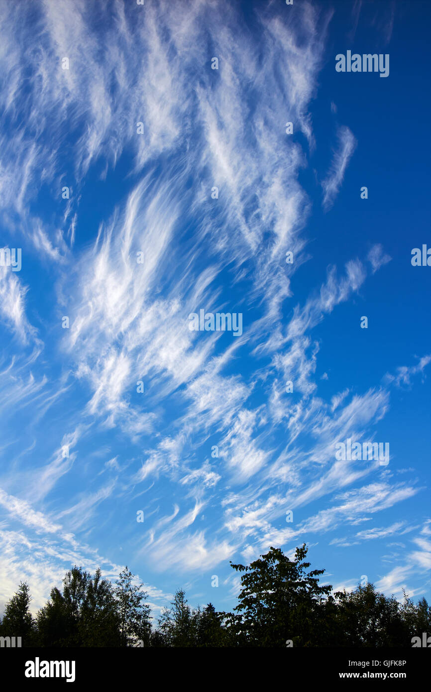Fibratus hi-res stock photography and images - Alamy