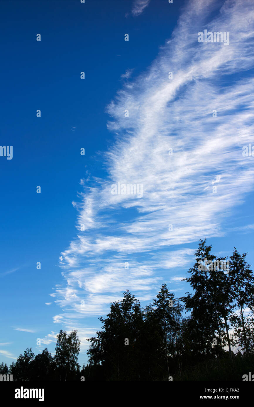 Fibratus hi-res stock photography and images - Alamy