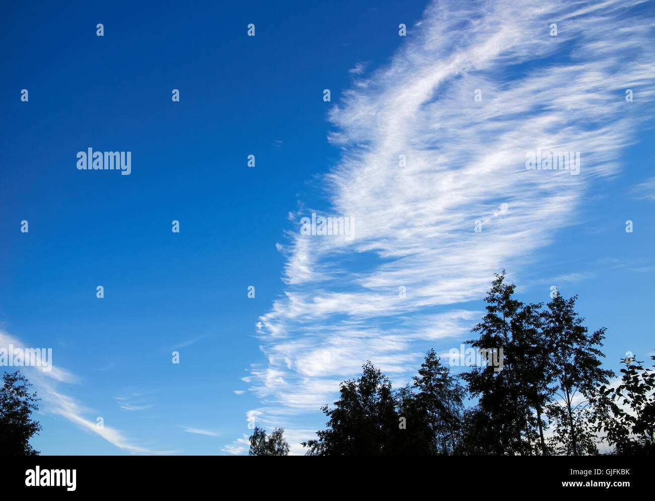 Fibratus hi-res stock photography and images - Alamy