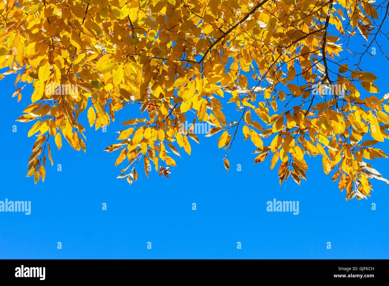 Vibrant fall foliage Stock Photo - Alamy