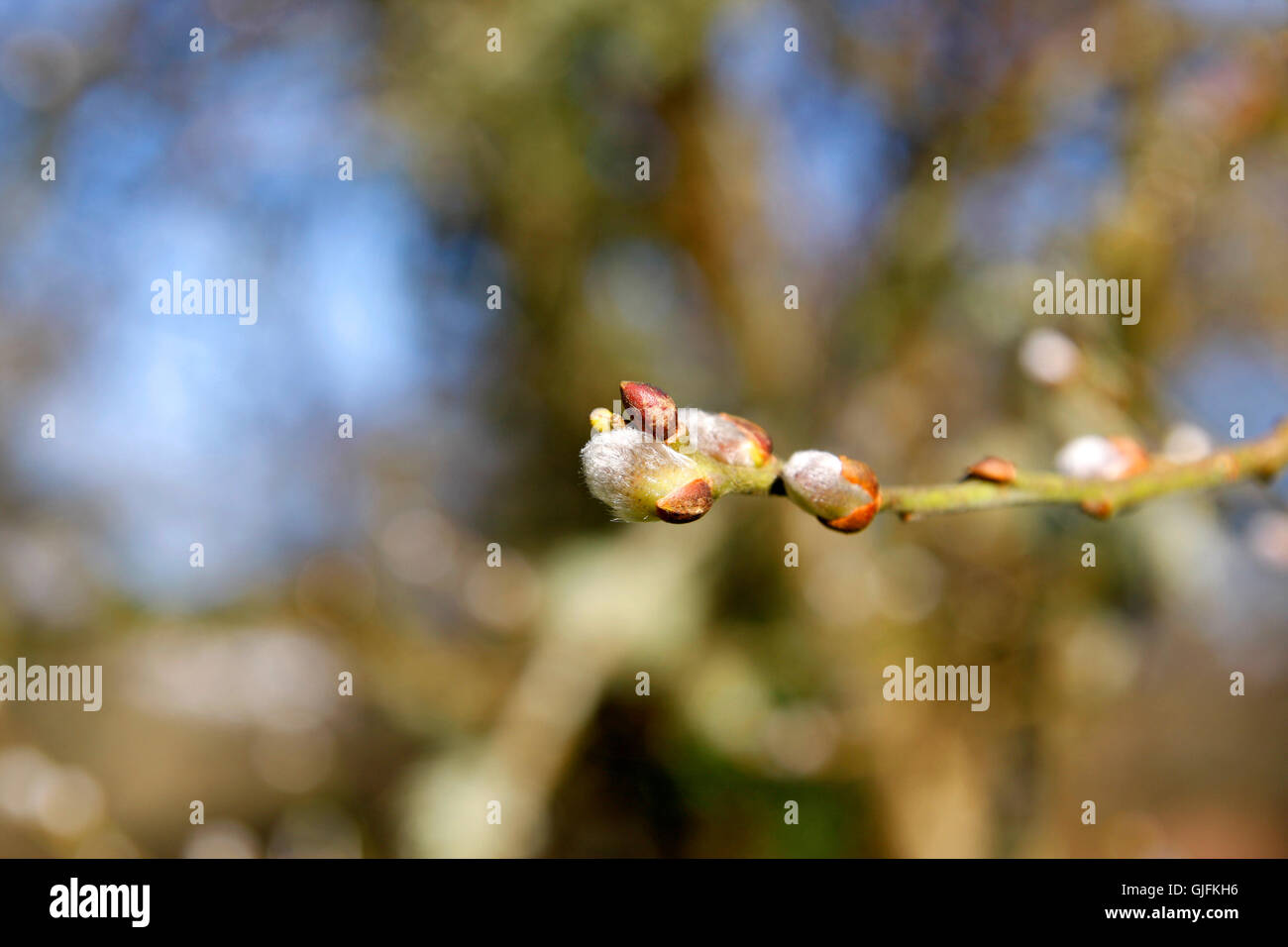 Buds growing hi-res stock photography and images - Alamy