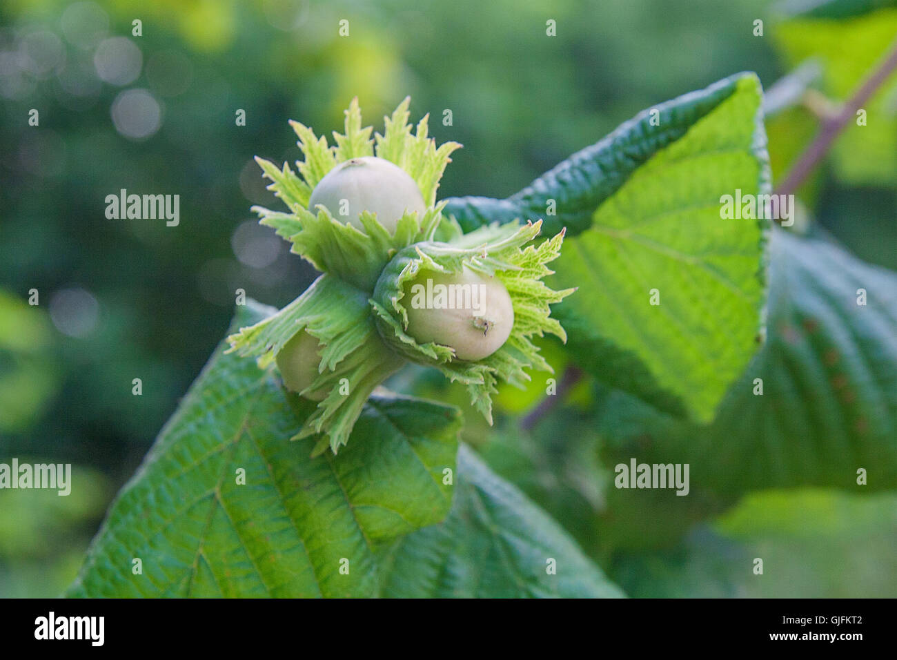 Hazelnut with green leaves on a hazel grove branch Stock Photo - Alamy