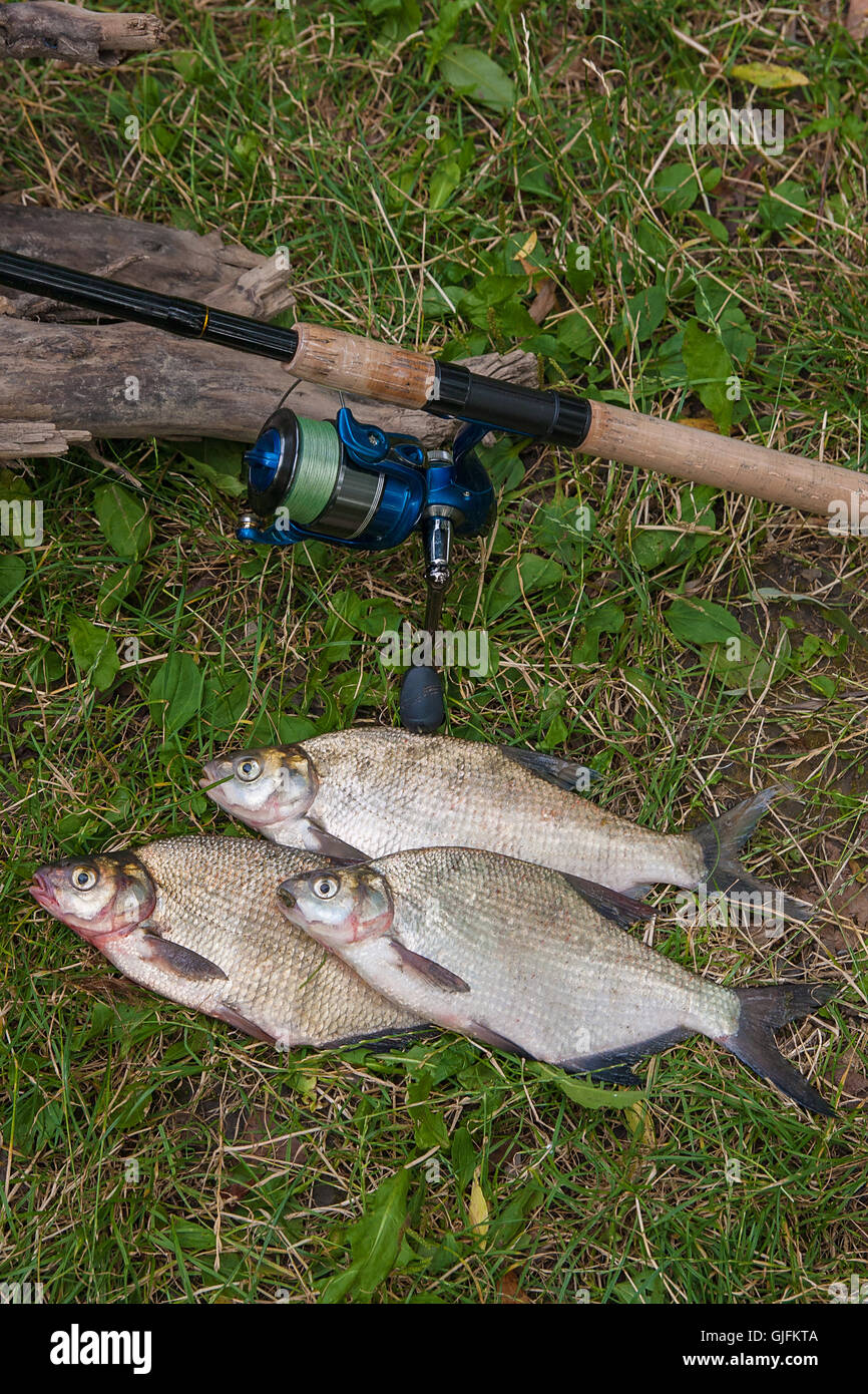 Freshwater fish just taken from the water. Catching freshwater fish and ...