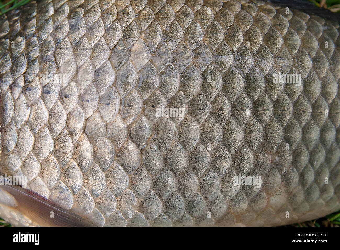 Fish scales texture hi-res stock photography and images - Alamy