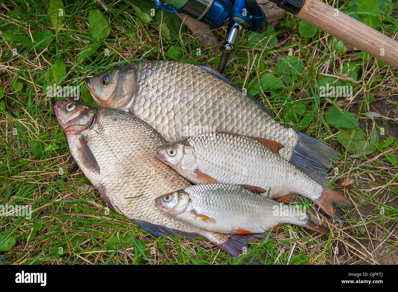 Freshwater fish just taken from the water. Catching freshwater fish and ...