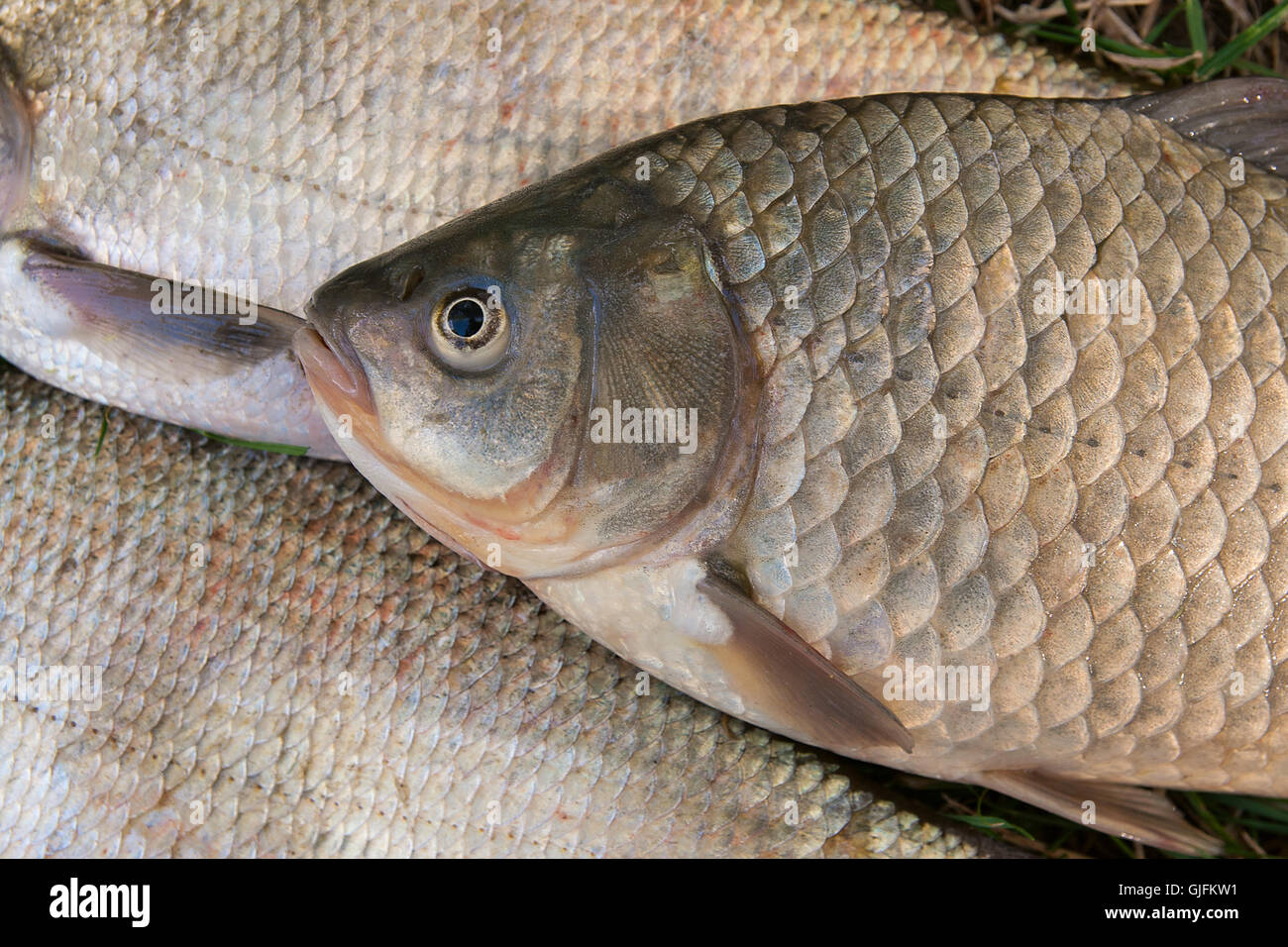 Close up view of crucian fish just taken from the water. Pile of the ...