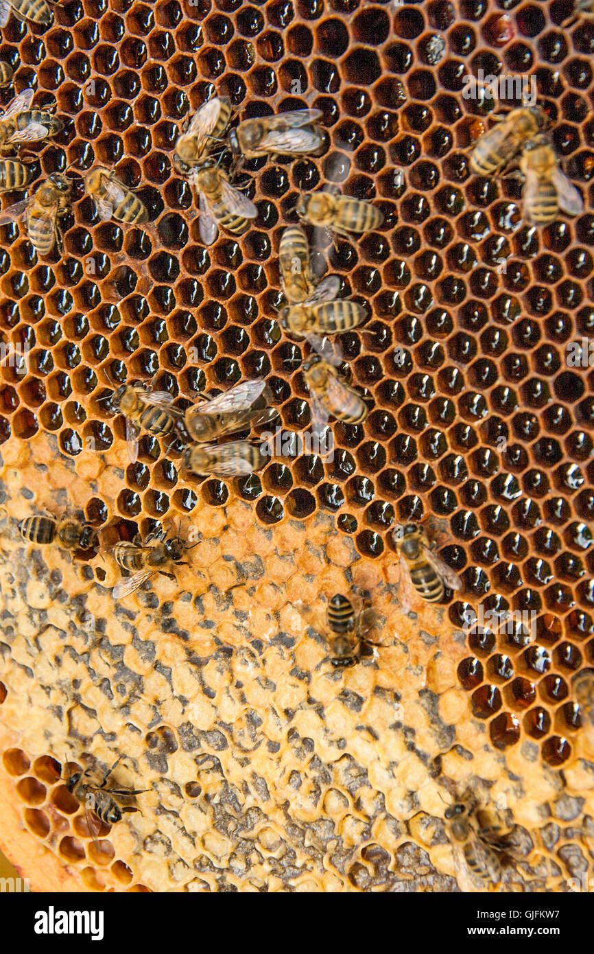 Close up view of the working bees on the honeycomb with sweet honey ...