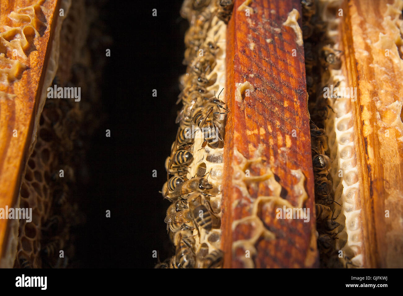 Animal with bee hive hi-res stock photography and images - Alamy