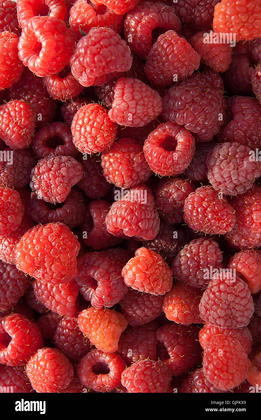 Lots of red ripe raspberries as background. Close up of fresh organic ...