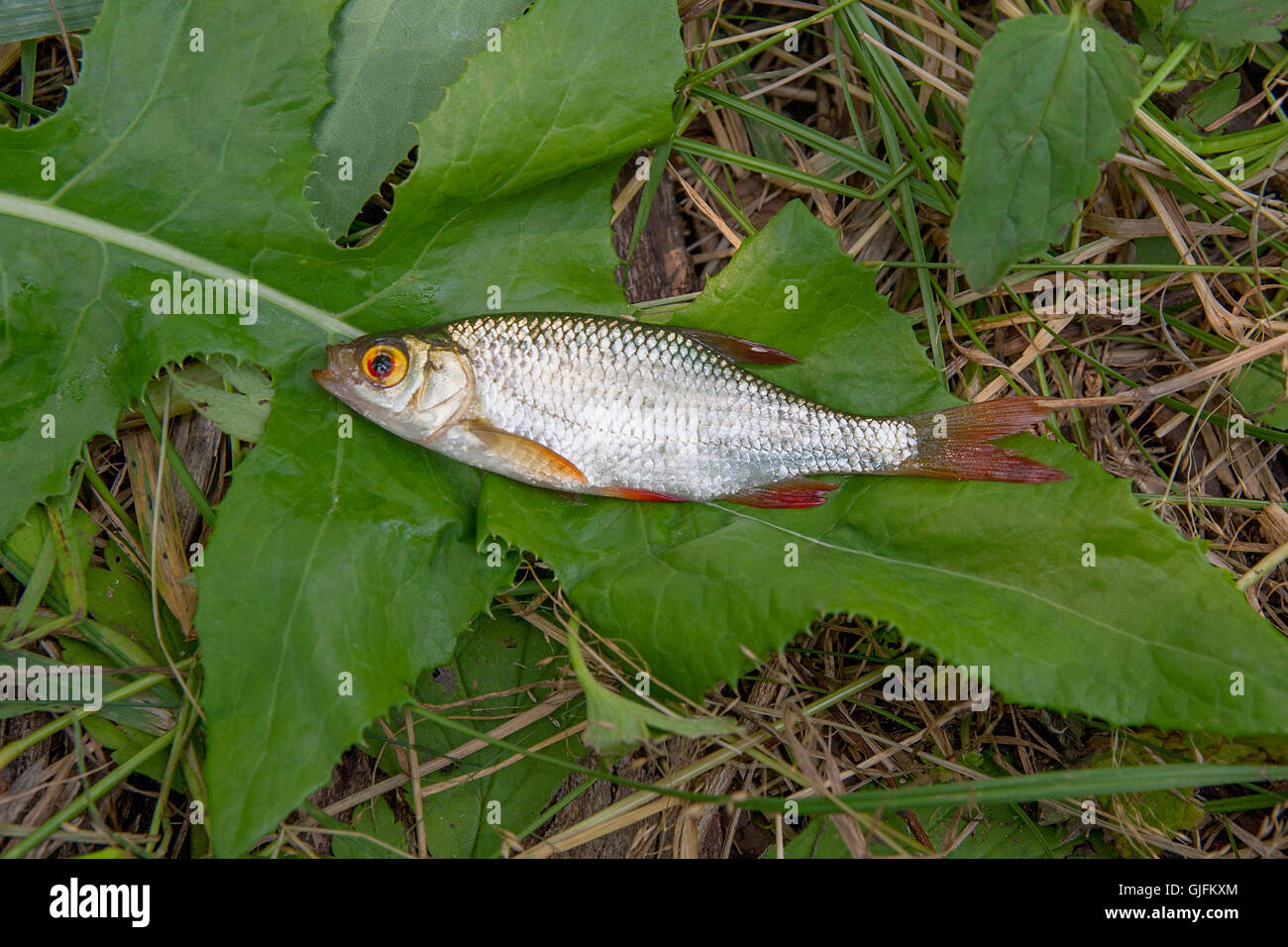 Freshwater fish just taken from the water. Several common rudd fish on ...