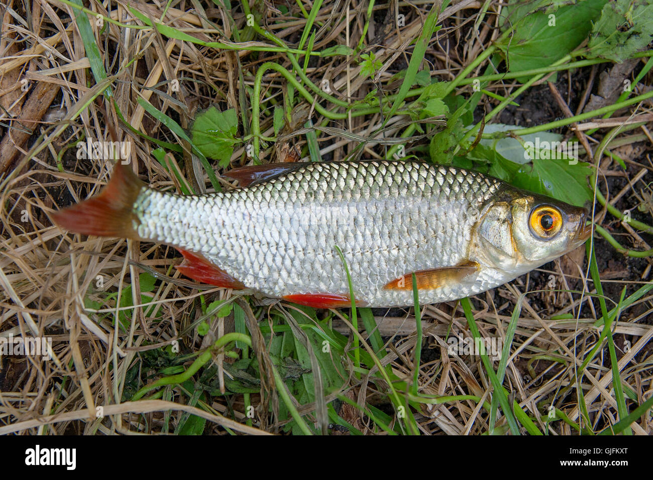 Freshwater fish just taken from the water. Single common rudd fish on ...