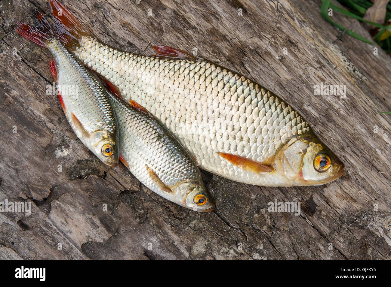Freshwater fish just taken from the water. Several common rudd fish on ...