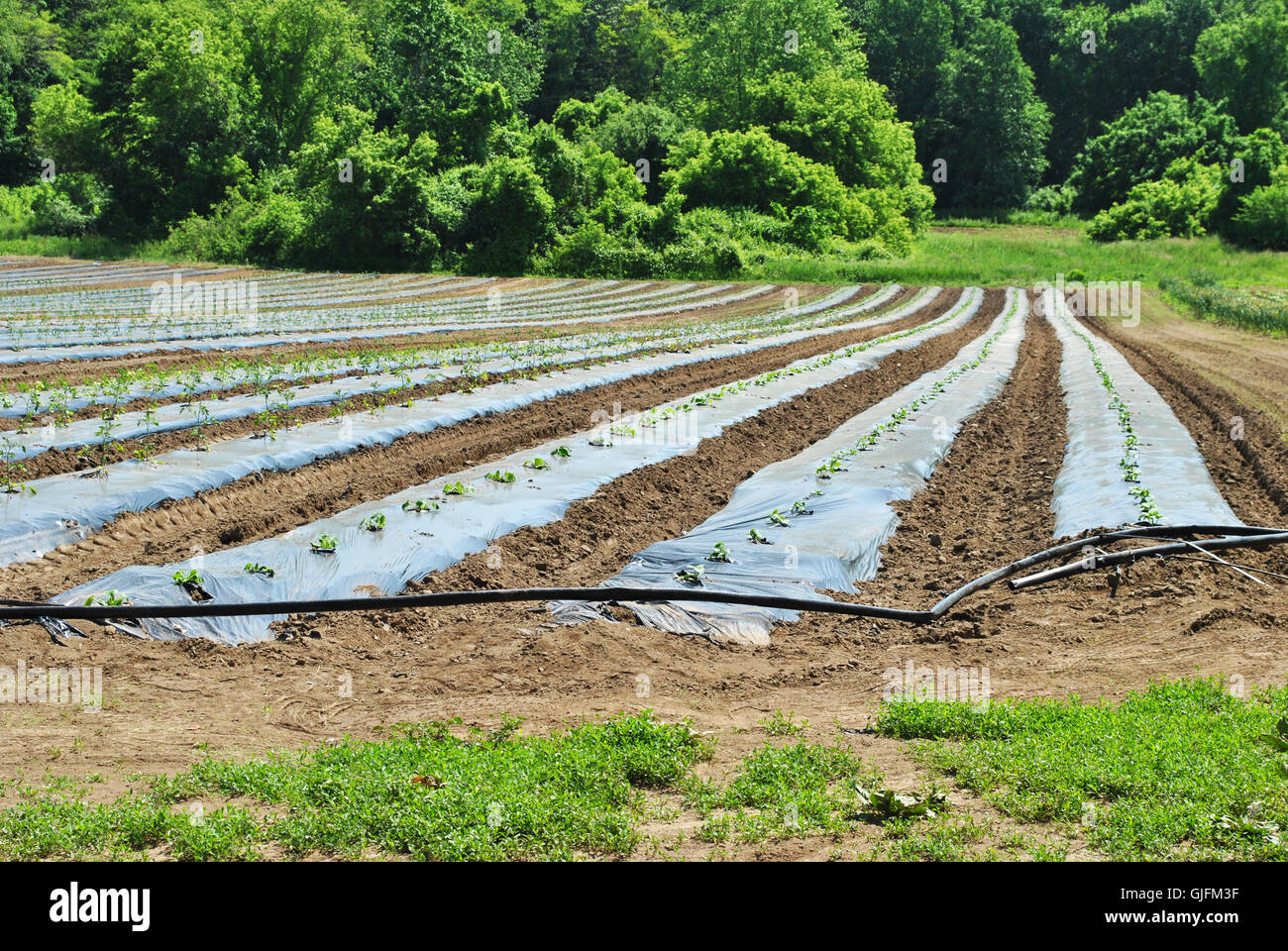 New Growth in Early Spring on a Vegetable Farm Stock Photo - Alamy