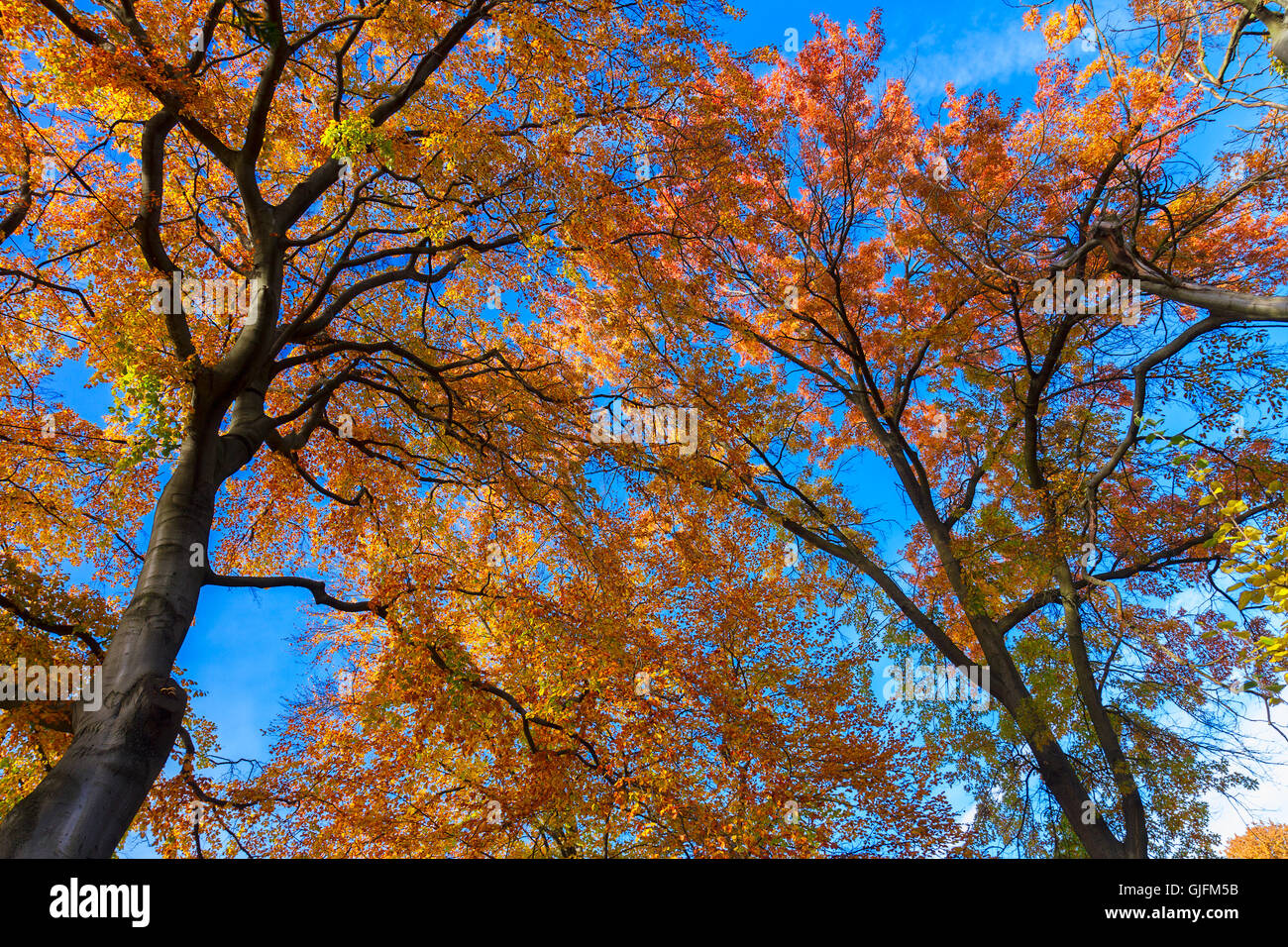 Vibrant fall foliage Stock Photo - Alamy