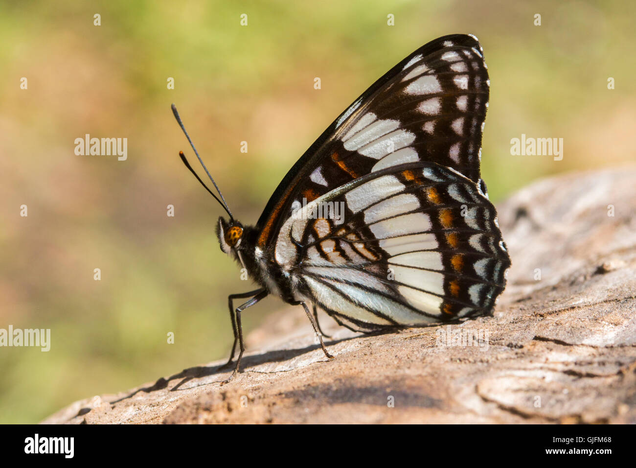 Limenitis weidemeyerii hi-res stock photography and images - Alamy