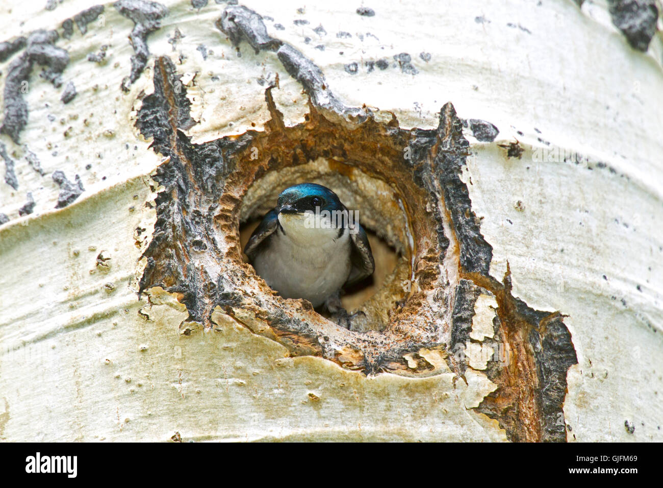 Beaver nest hi-res stock photography and images - Alamy