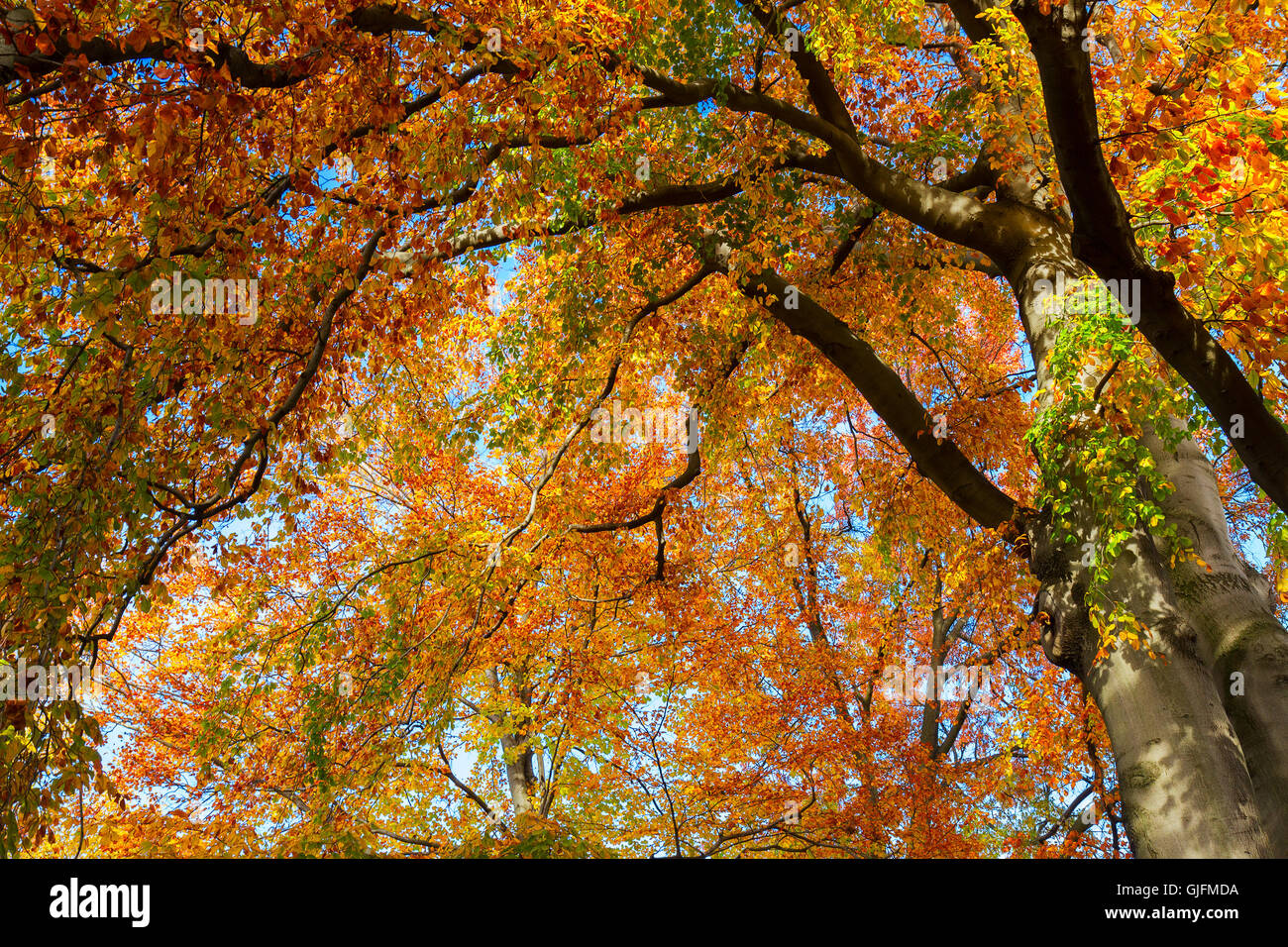 Vibrant fall foliage Stock Photo - Alamy