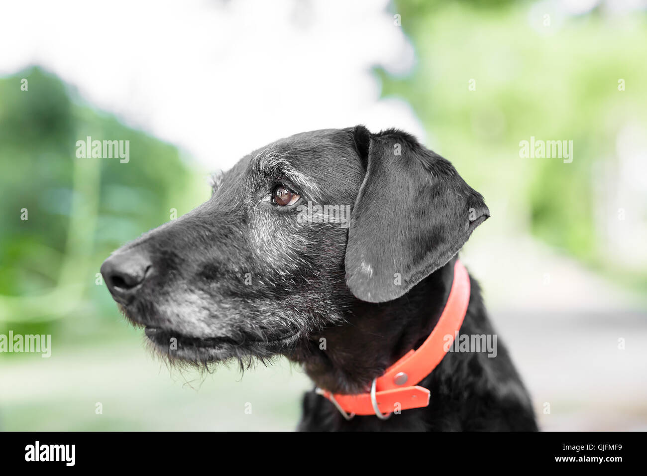 Black dog portrait Stock Photo - Alamy