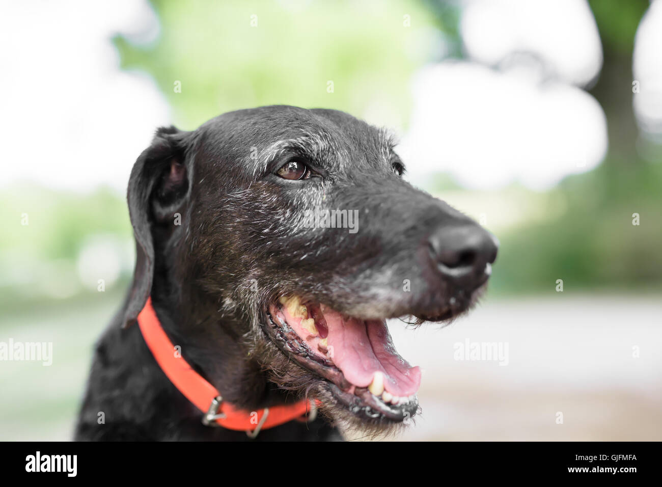 Black dog portrait Stock Photo - Alamy