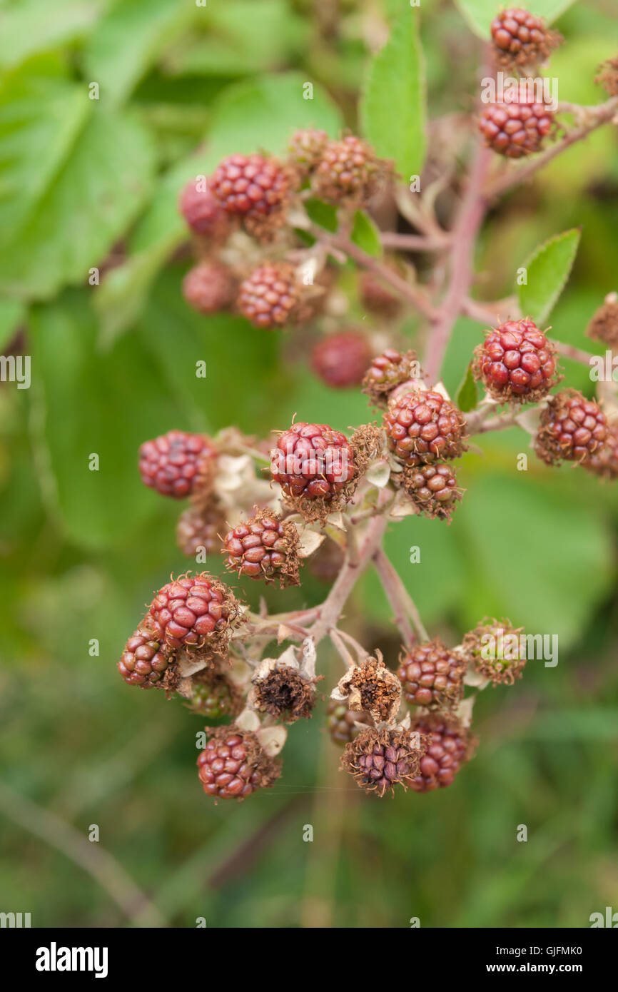 Wild berry bush hi-res stock photography and images - Alamy
