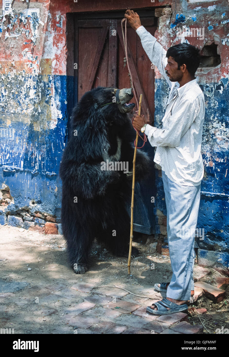 Sloth Bear, Melursus ursinus, with keeper forced to entertain as a ...