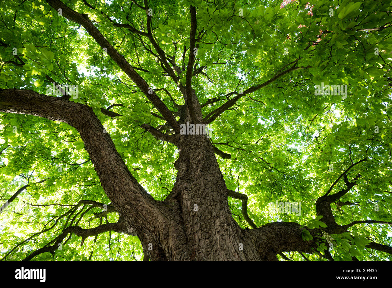 Bright green chestnut tree with light shining through the leaves Stock ...