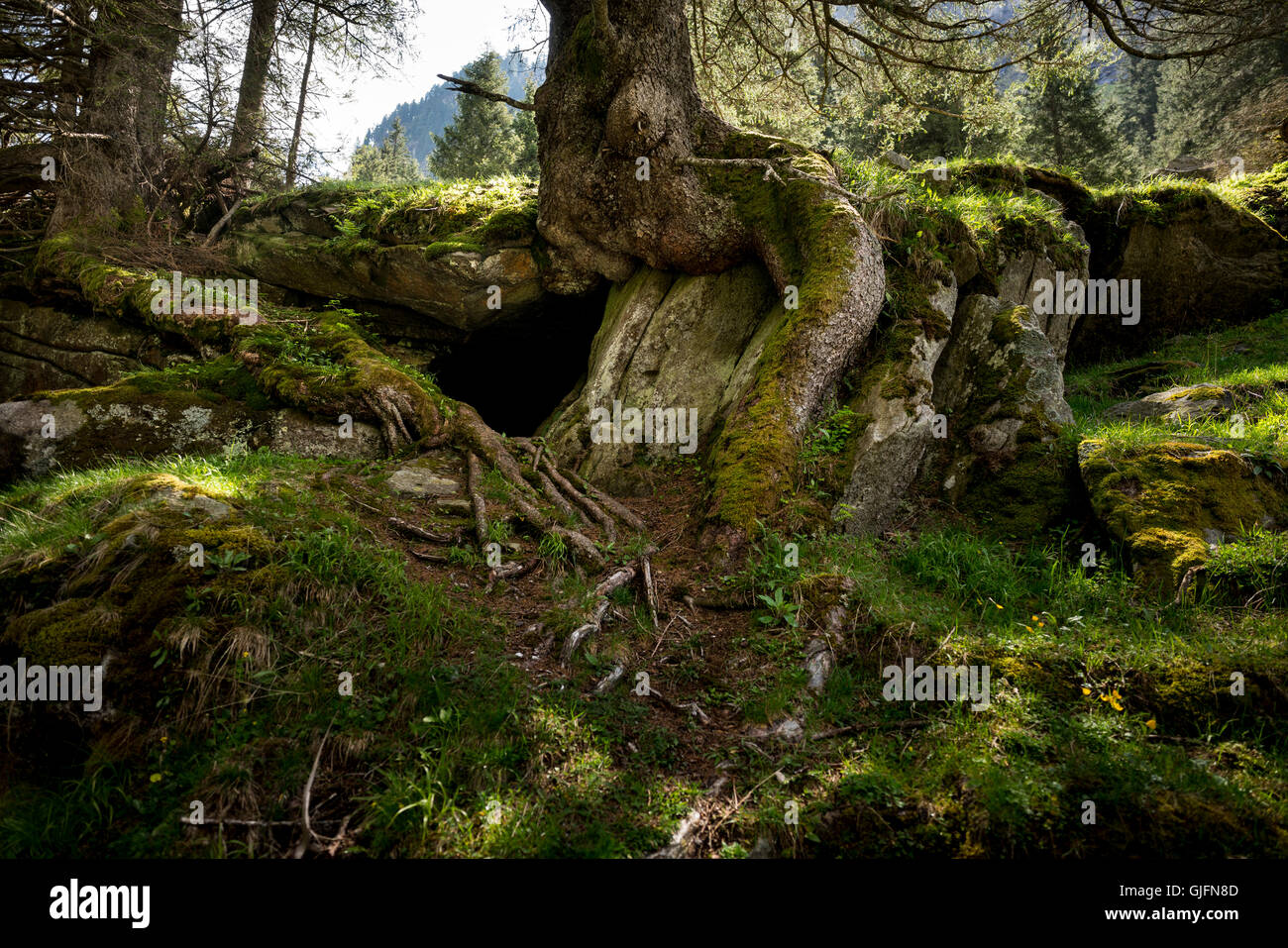 Strangled tree hi-res stock photography and images - Alamy