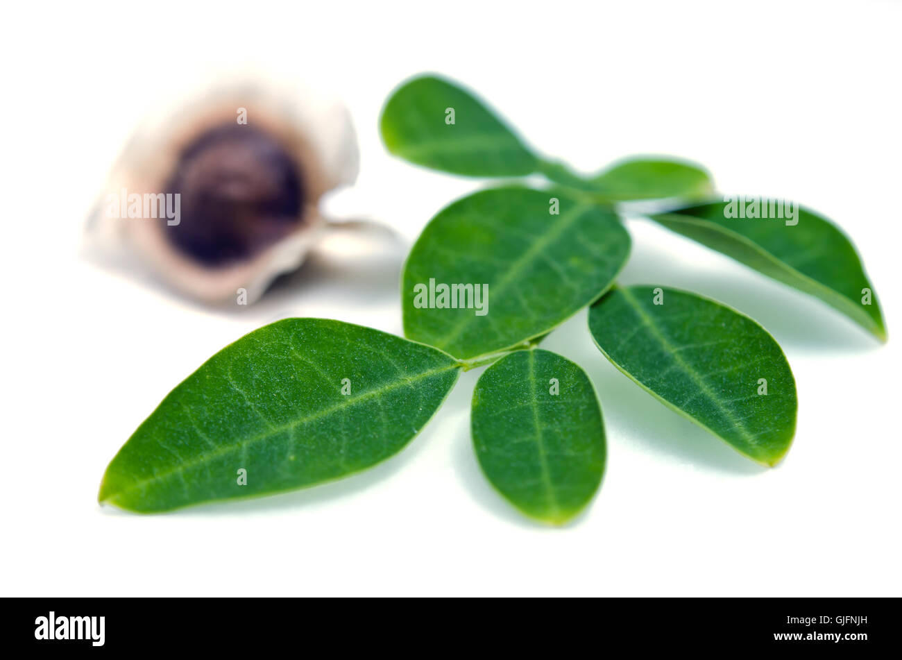 Moringa (Other names are Moringa oleifera Lam., MORINGACEAE, Futaba kom ...