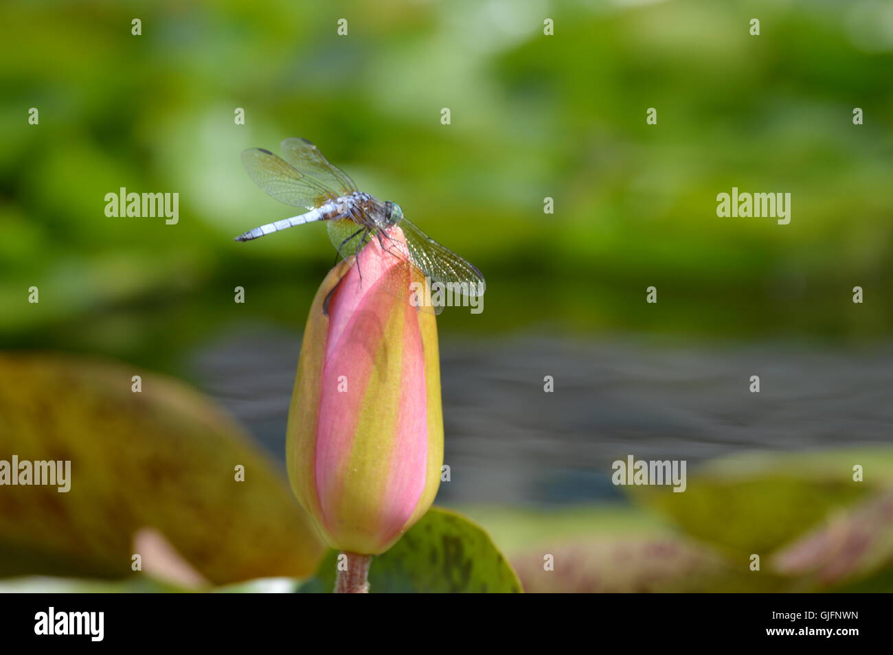 Dragonfly on a Water Lily Stock Photo - Alamy