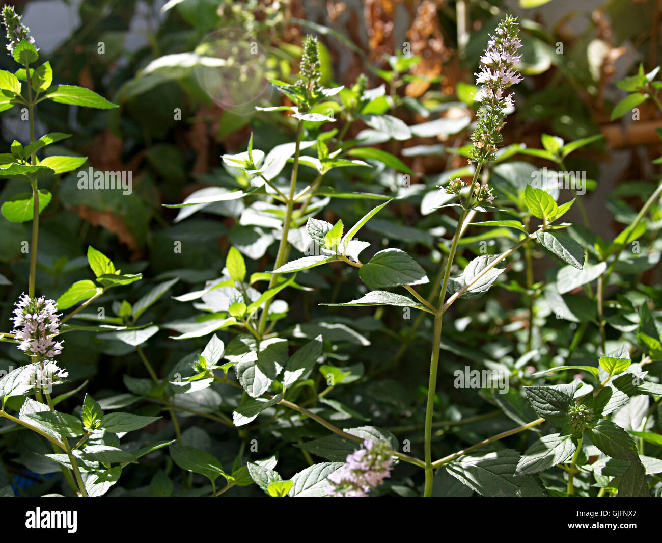 mint flowers on meadow Stock Photo - Alamy